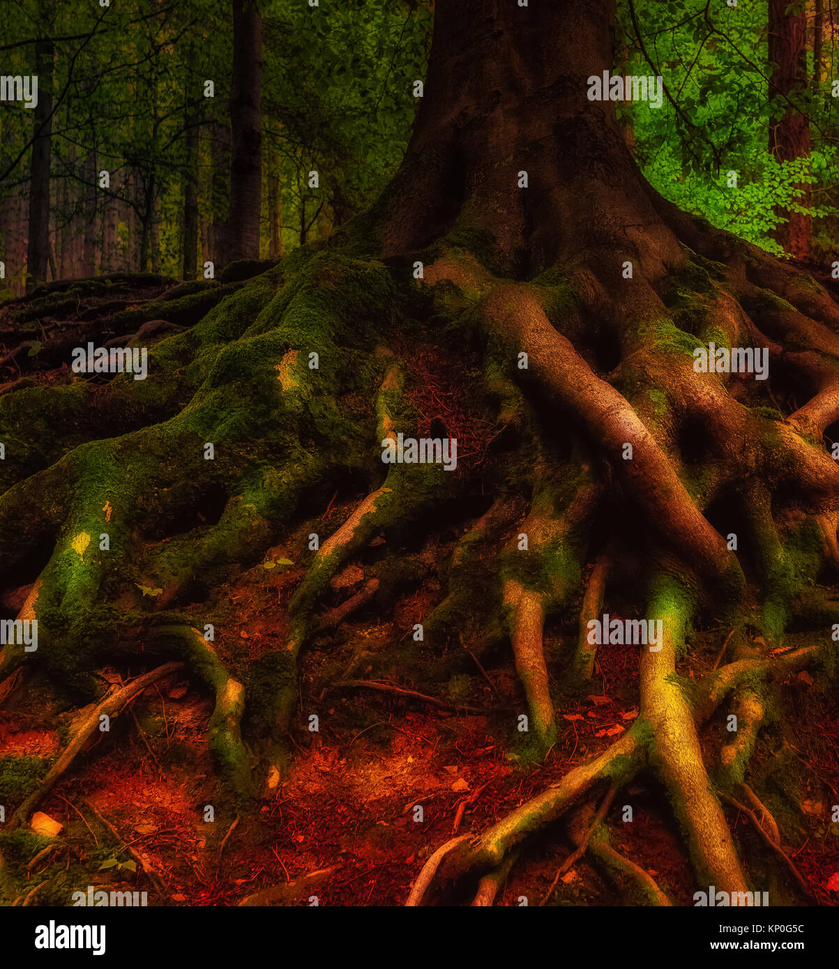 Magischer Baum und Wurzeln Stockfotos und -bilder Kaufen - Alamy