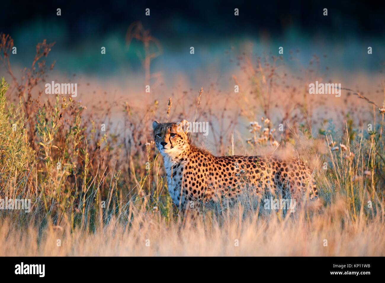 Gepard bild -Fotos und -Bildmaterial in hoher Auflösung – Alamy