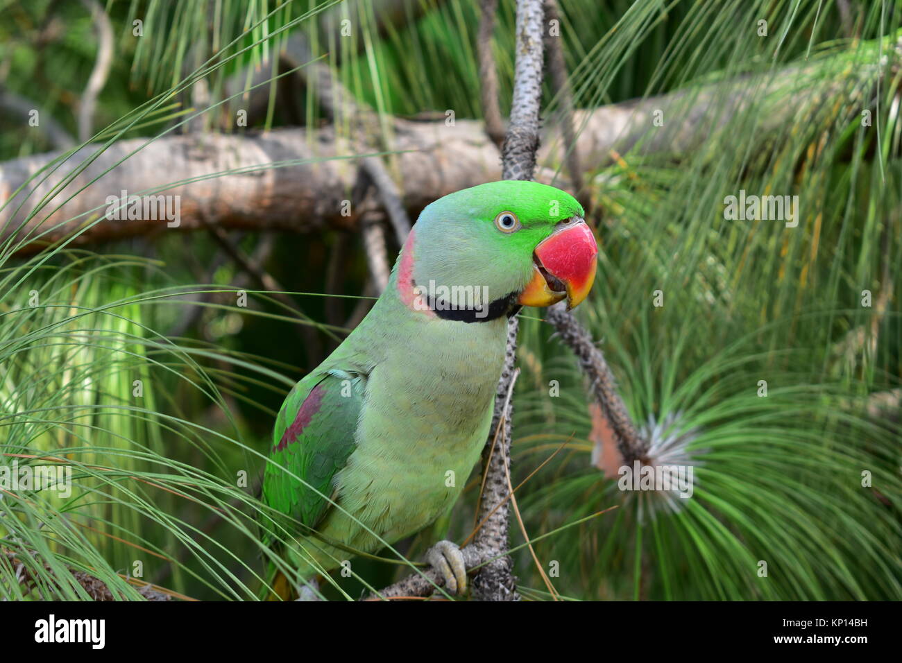 Ring neck sittich -Fotos und -Bildmaterial in hoher Auflösung – Alamy