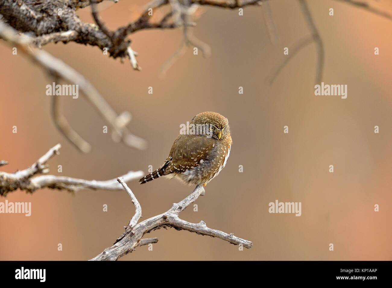 Glaucidium gnom gnoma -Fotos und -Bildmaterial in hoher Auflösung – Alamy