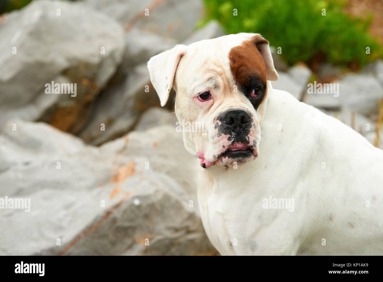 Deutsch boxer -Fotos und -Bildmaterial in hoher Auflösung – Alamy