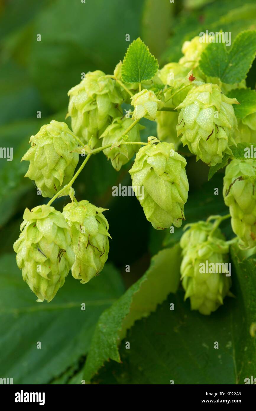 Hop strobile -Fotos und -Bildmaterial in hoher Auflösung – Alamy