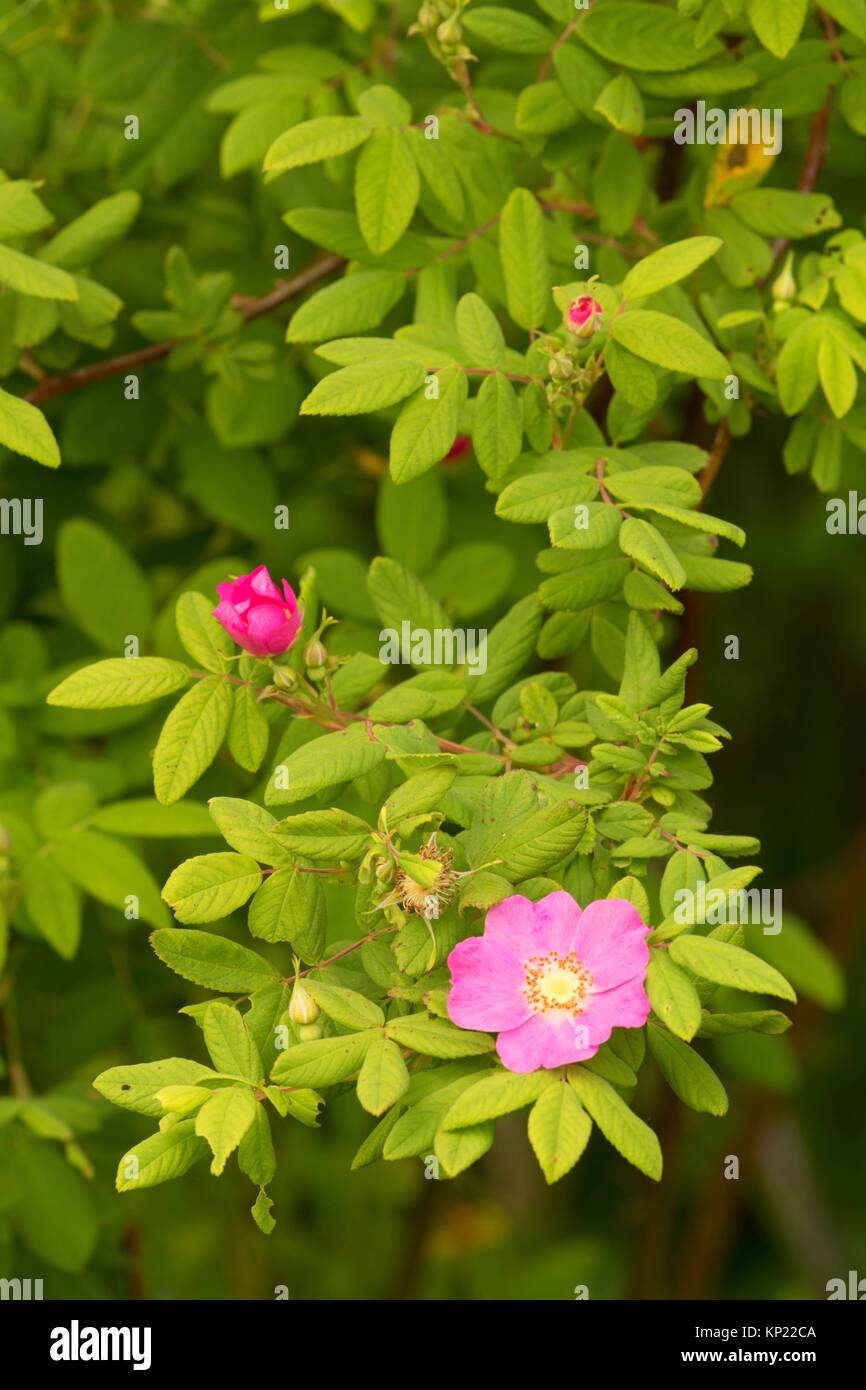 Wilde rose -Fotos und -Bildmaterial in hoher Auflösung – Alamy