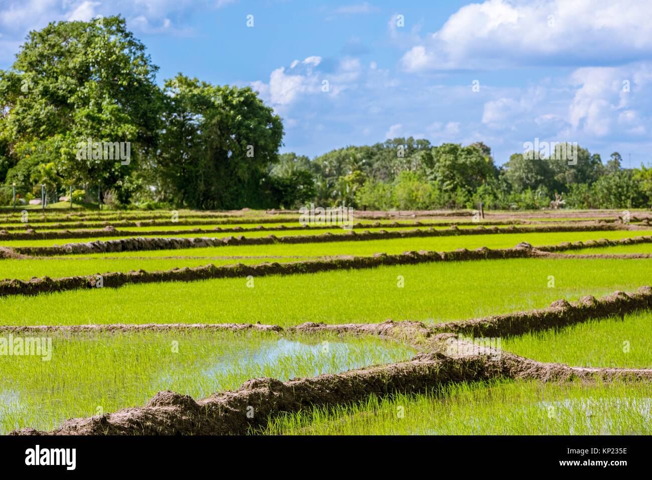 Reisfelder feld -Fotos und -Bildmaterial in hoher Auflösung – Alamy