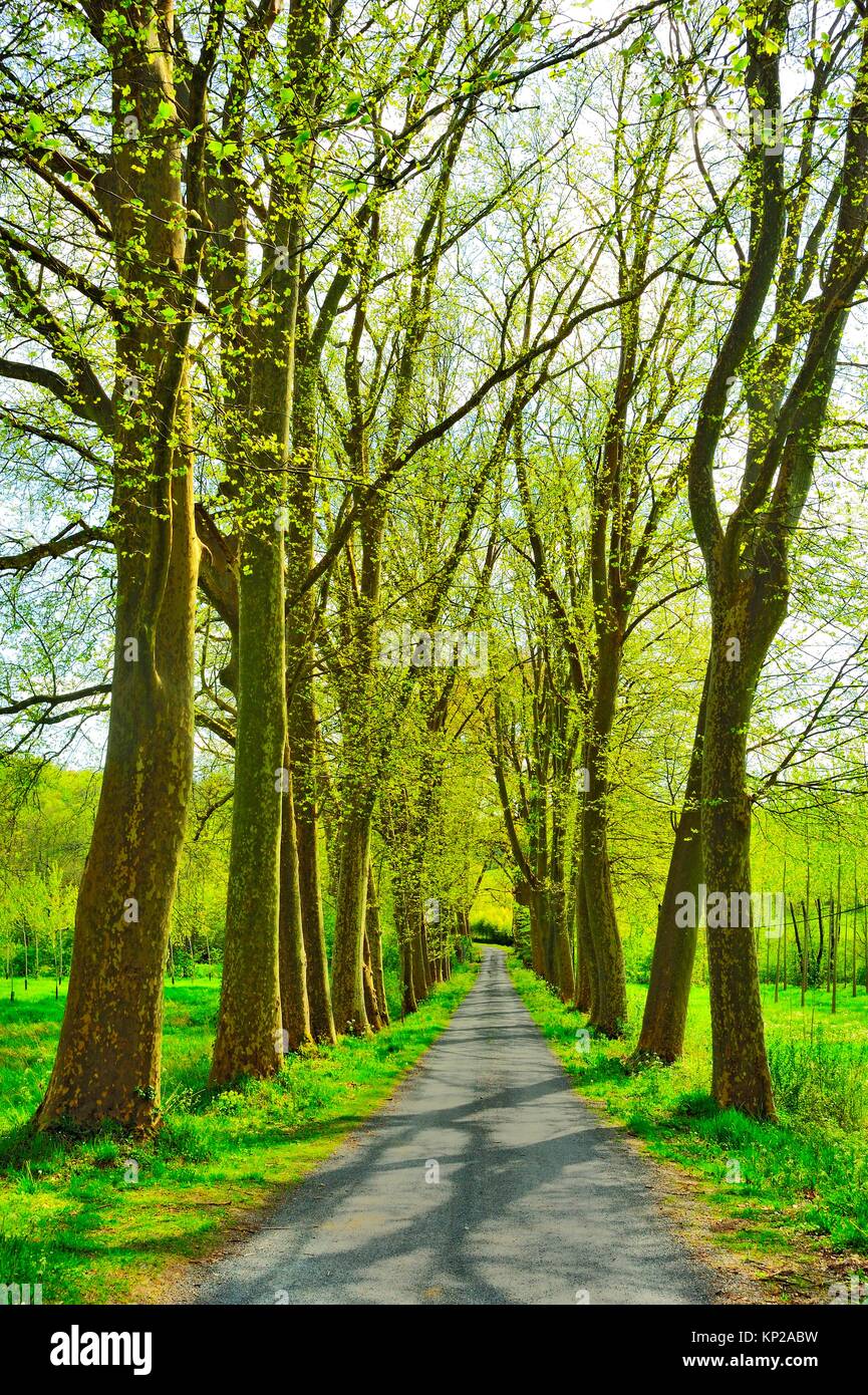 Platanus spp -Fotos und -Bildmaterial in hoher Auflösung – Alamy