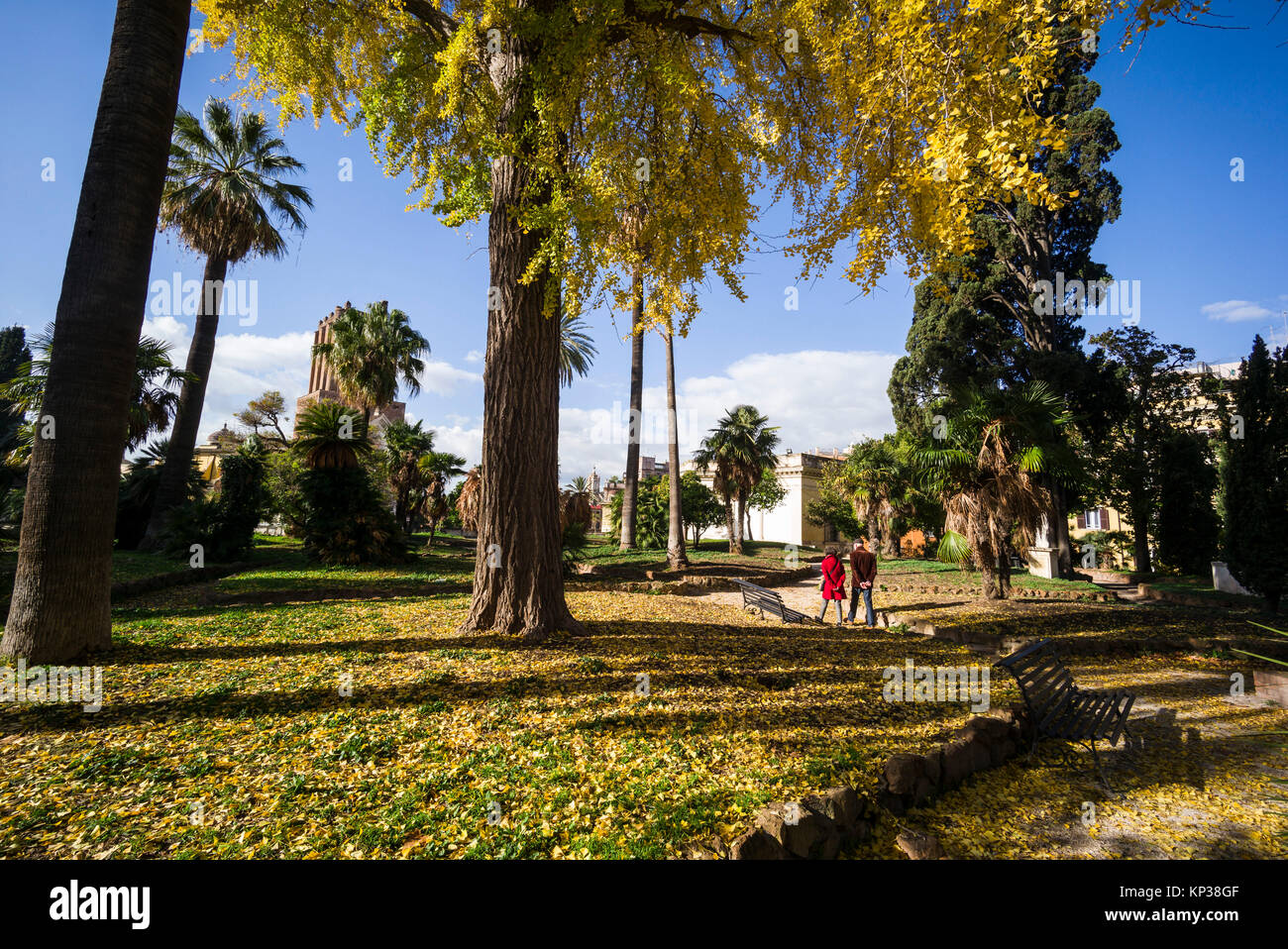 Rom. Italien. Leuchtend gelb Herbst Laub der Ginkgo biloba Baum in den ...