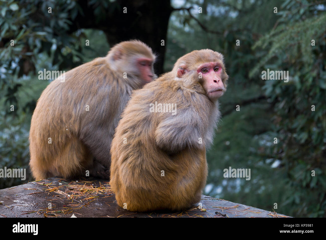 Rhesus macaque Affen sitzen, Mcleod Ganj, Indien Stockfotografie - Alamy