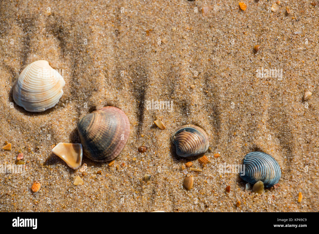 Muscheln im Sand am Strand von Spanien Stockfotografie - Alamy