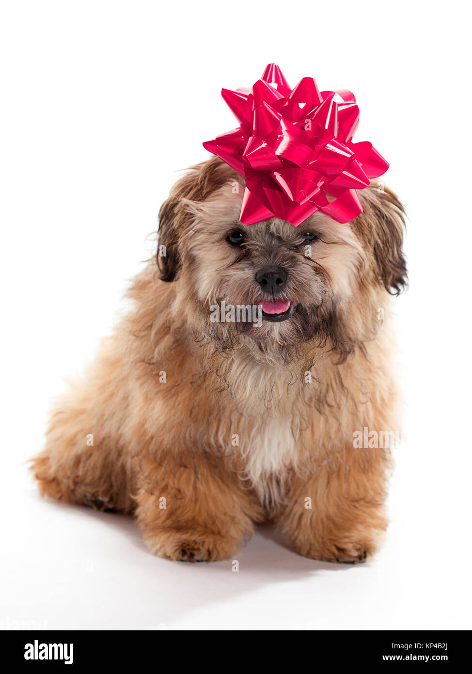 Poo shi -Fotos und -Bildmaterial in hoher Auflösung – Alamy