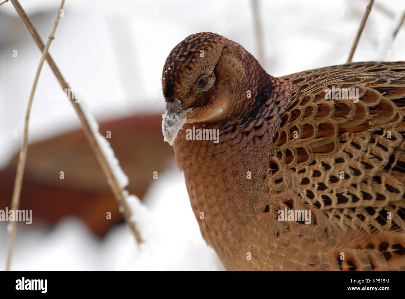 Fasan Im Schnee Stockfotos und -bilder Kaufen - Alamy