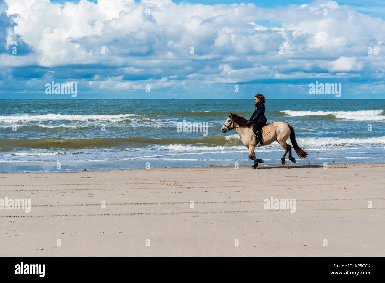 Reiten In Holland Am Strand