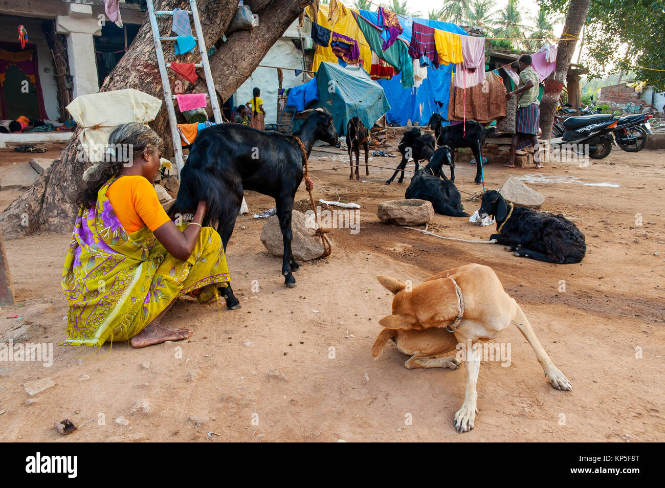 Frau beim melken -Fotos und -Bildmaterial in hoher Auflösung – Alamy