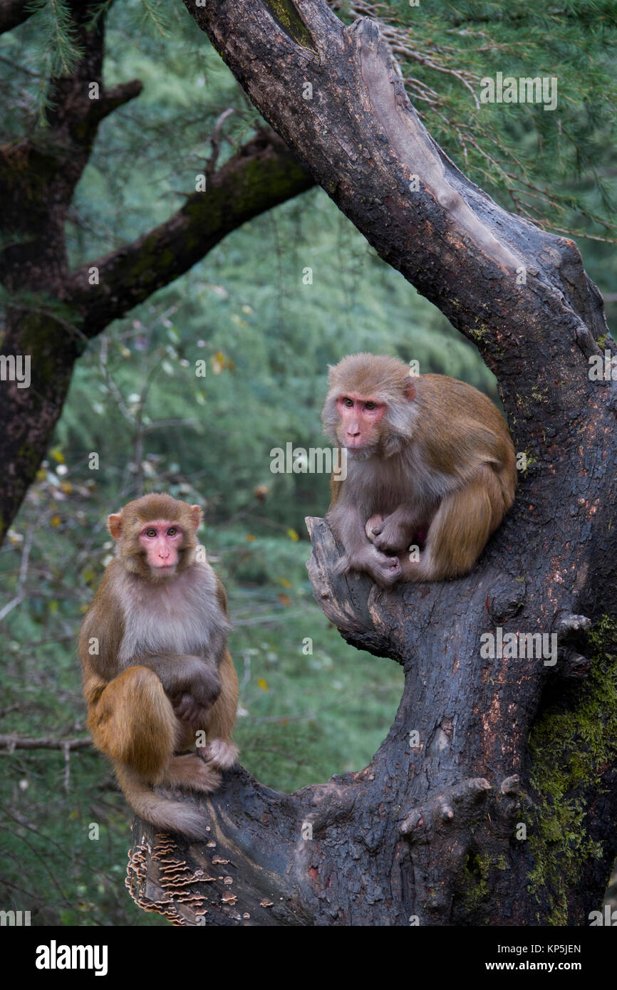 Affen sitzen im baum -Fotos und -Bildmaterial in hoher Auflösung – Alamy