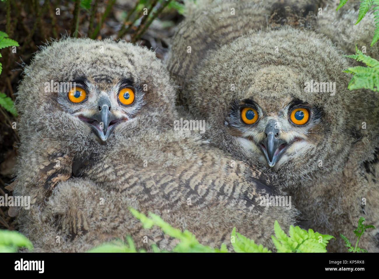 Uhu, Eurasian Eagle Owl, Bubo bubo -, Tiere, Vogel, Eulen, Eule, Eule ...