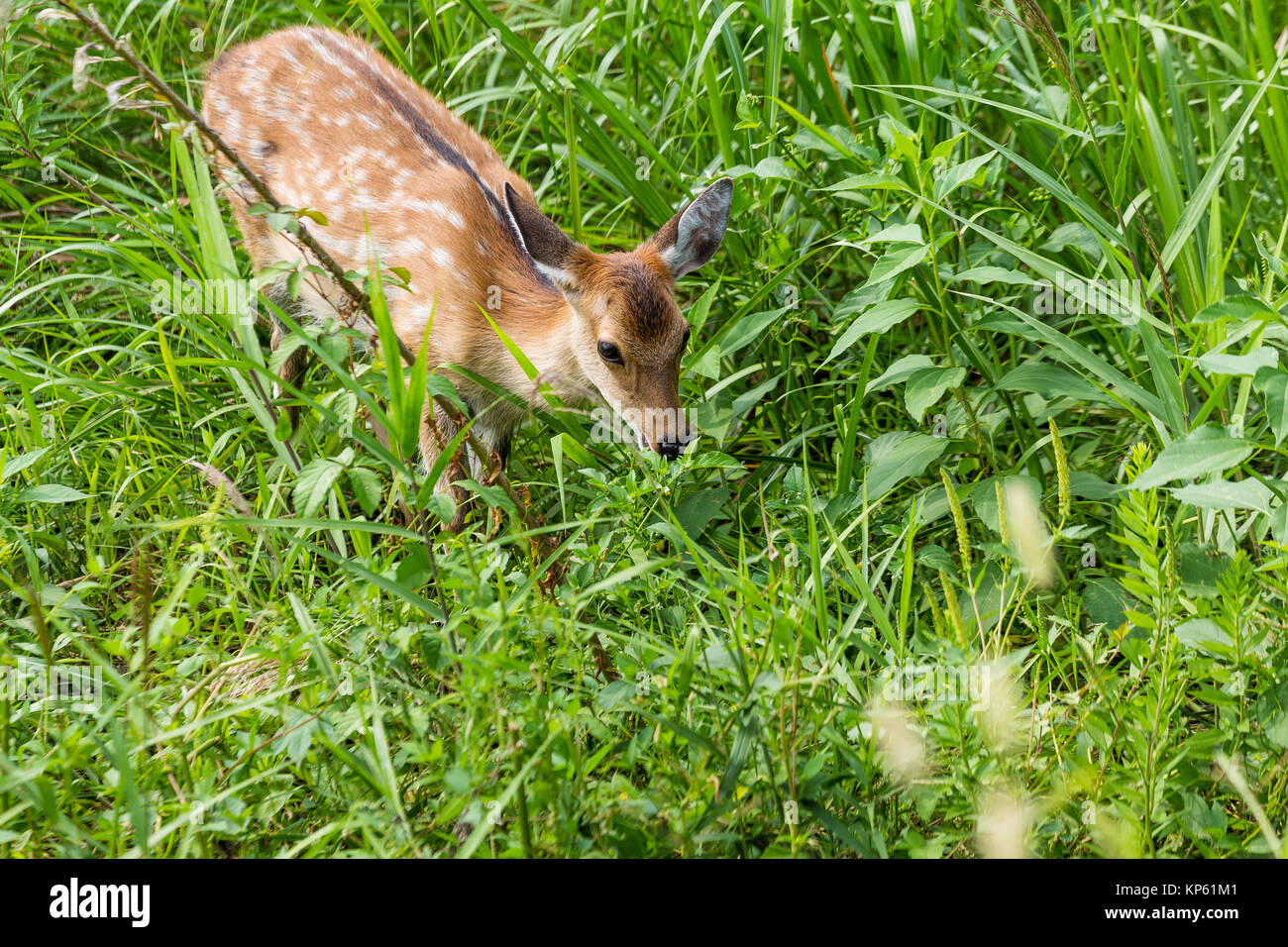 Rehe spielen -Fotos und -Bildmaterial in hoher Auflösung – Alamy
