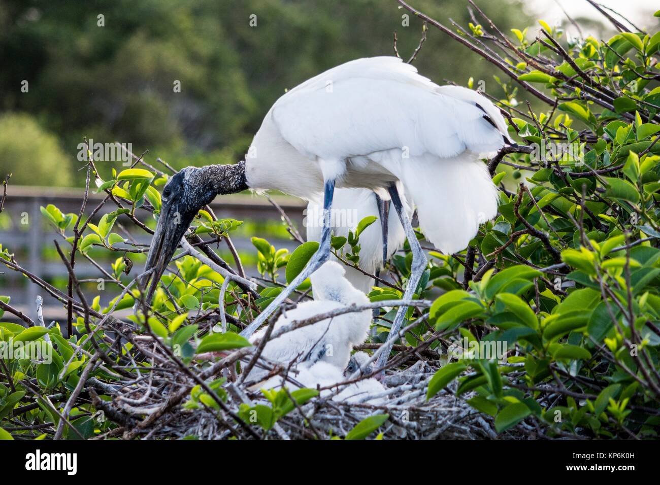 Storch Nestbau Stockfotos und -bilder Kaufen - Alamy