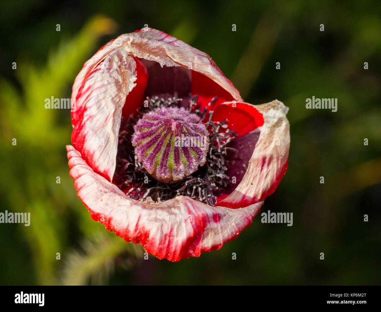 Natur pflanze blume mohn -Fotos und -Bildmaterial in hoher Auflösung ...