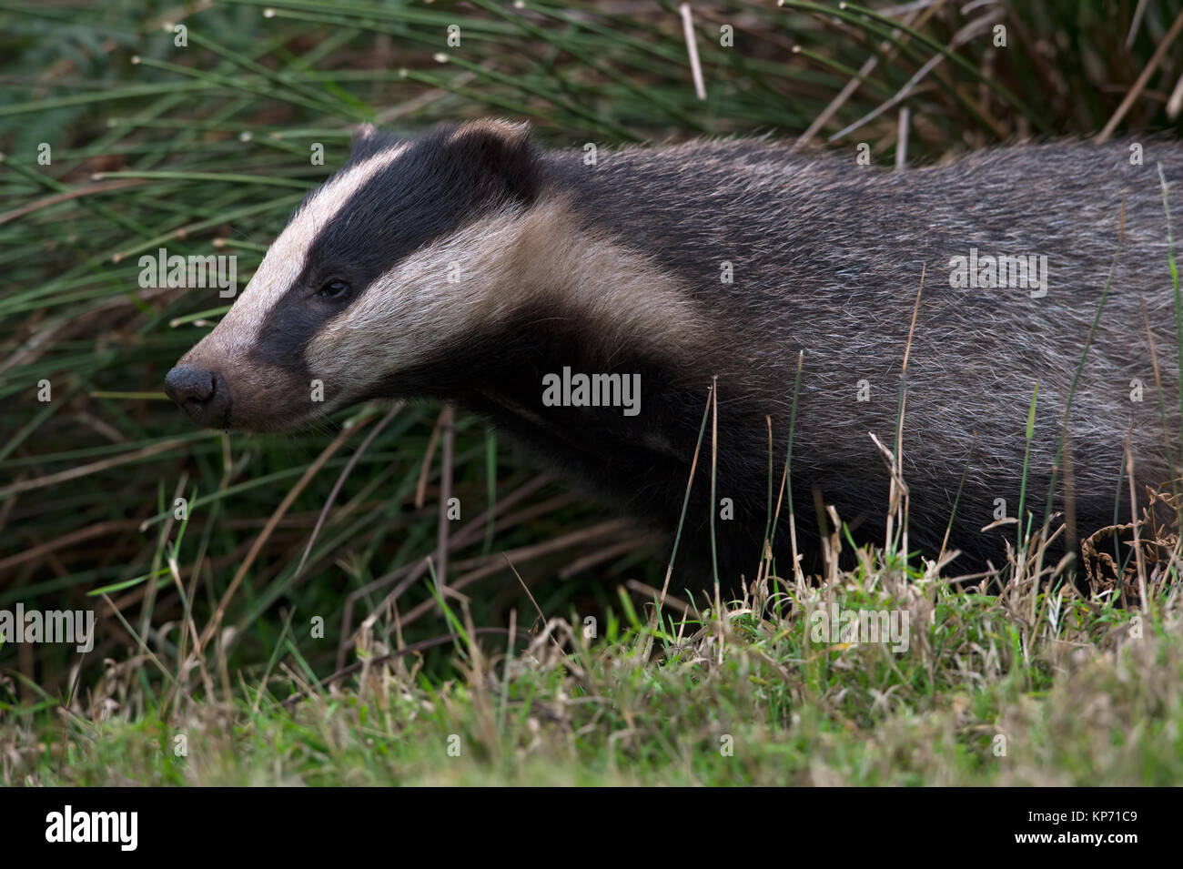 Dachs fett -Fotos und -Bildmaterial in hoher Auflösung – Alamy