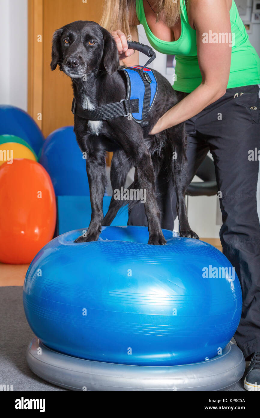 Muskel hund -Fotos und -Bildmaterial in hoher Auflösung – Alamy