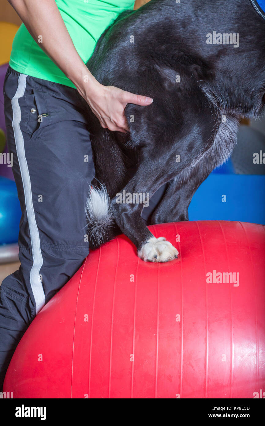 Muskel hund -Fotos und -Bildmaterial in hoher Auflösung – Alamy