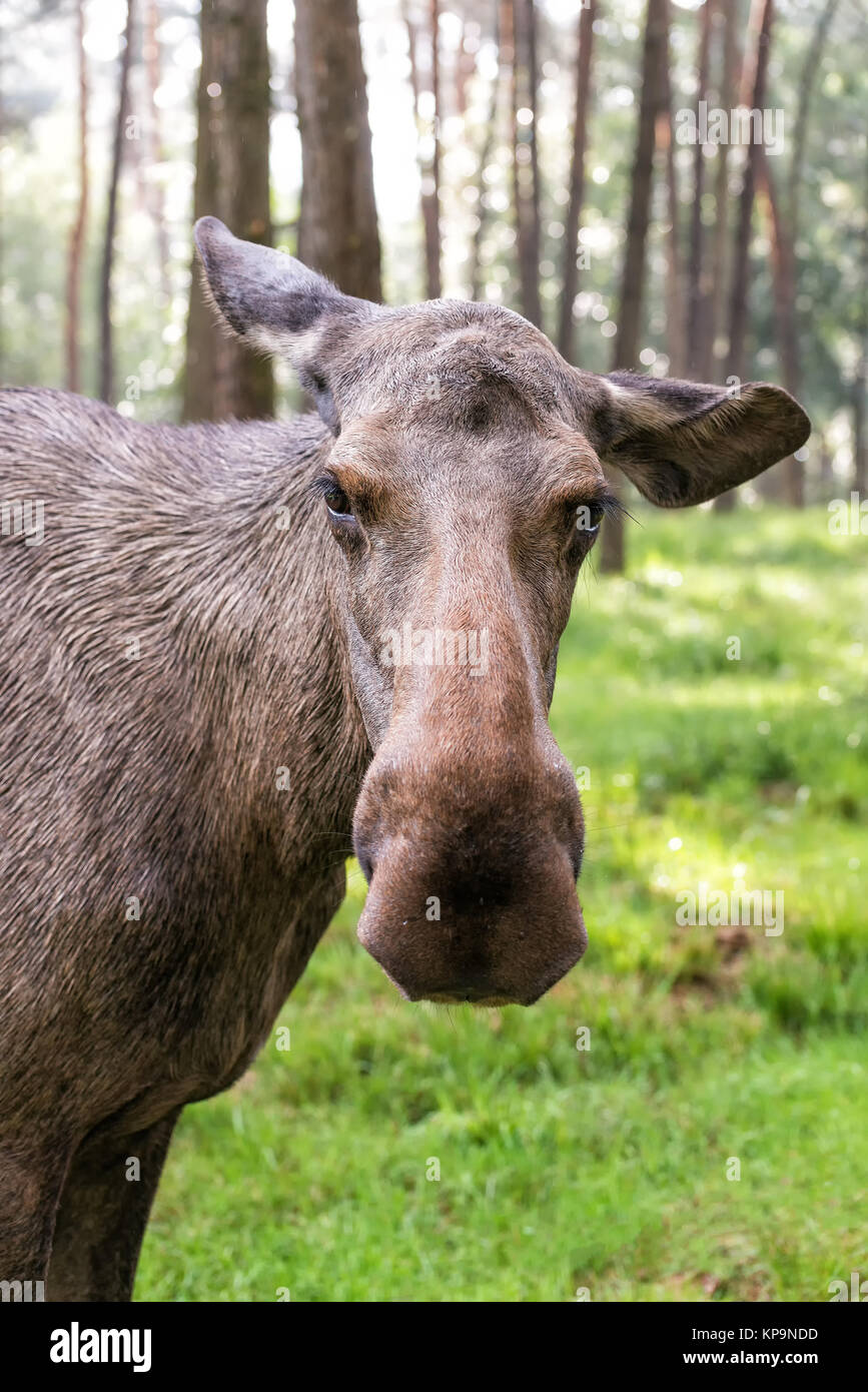 Elch jagen norwegen -Fotos und -Bildmaterial in hoher Auflösung – Alamy
