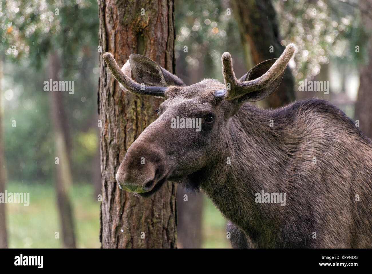 Elch jagen norwegen -Fotos und -Bildmaterial in hoher Auflösung – Alamy