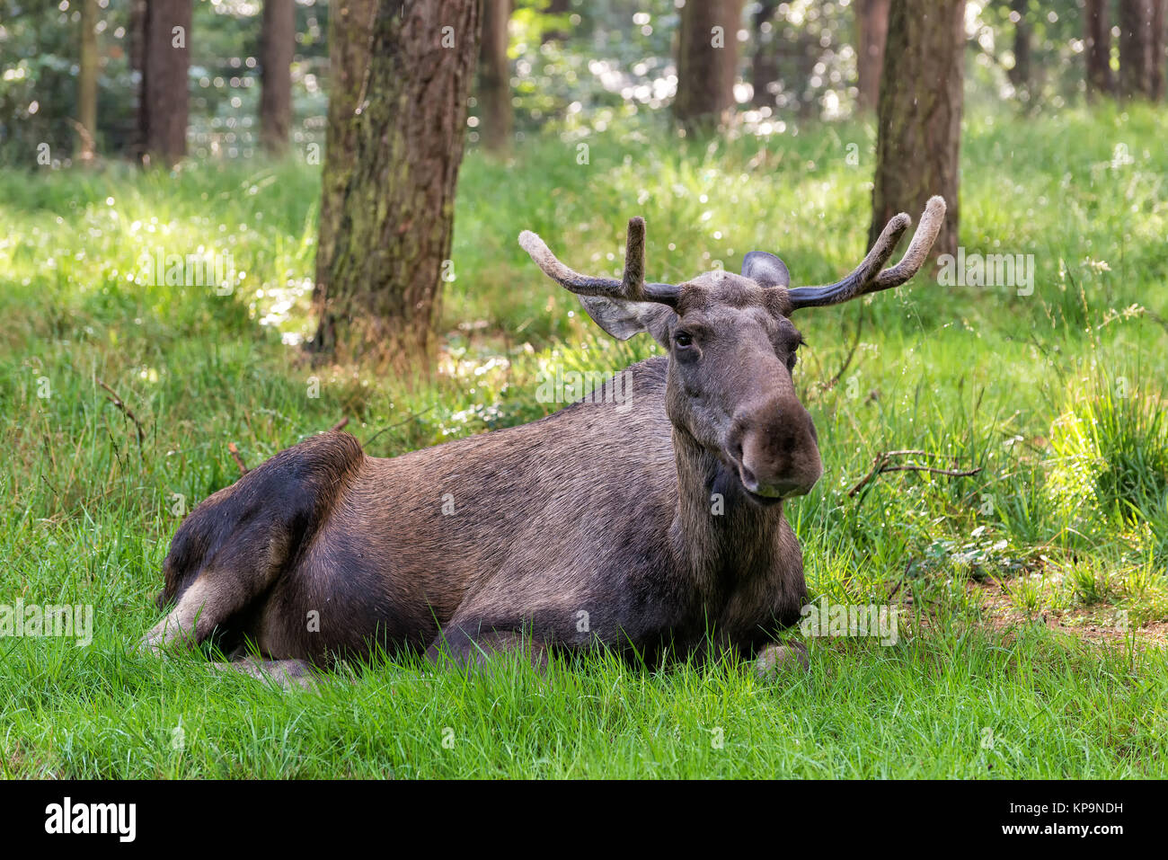 Elch jagen norwegen -Fotos und -Bildmaterial in hoher Auflösung – Alamy