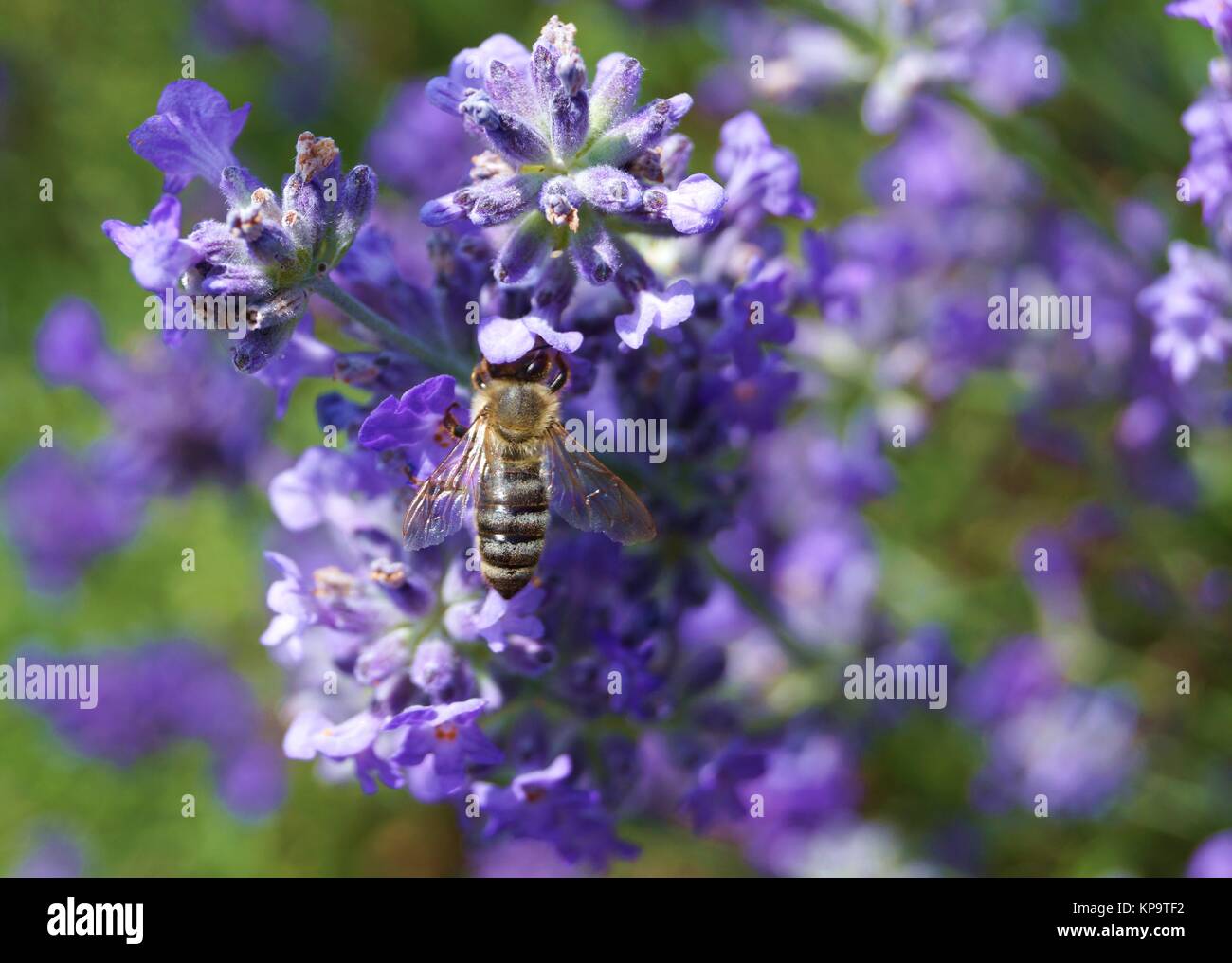 Biene im feld -Fotos und -Bildmaterial in hoher Auflösung – Alamy