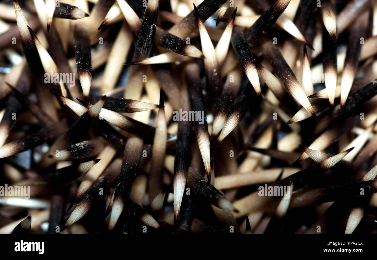Hohl haare -Fotos und -Bildmaterial in hoher Auflösung – Alamy