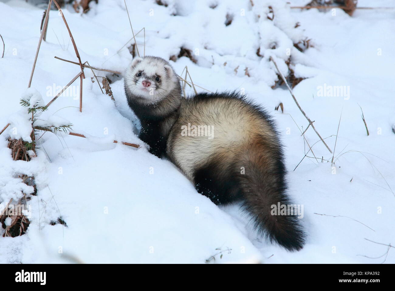Ferret Leash Stockfotos und -bilder Kaufen - Alamy