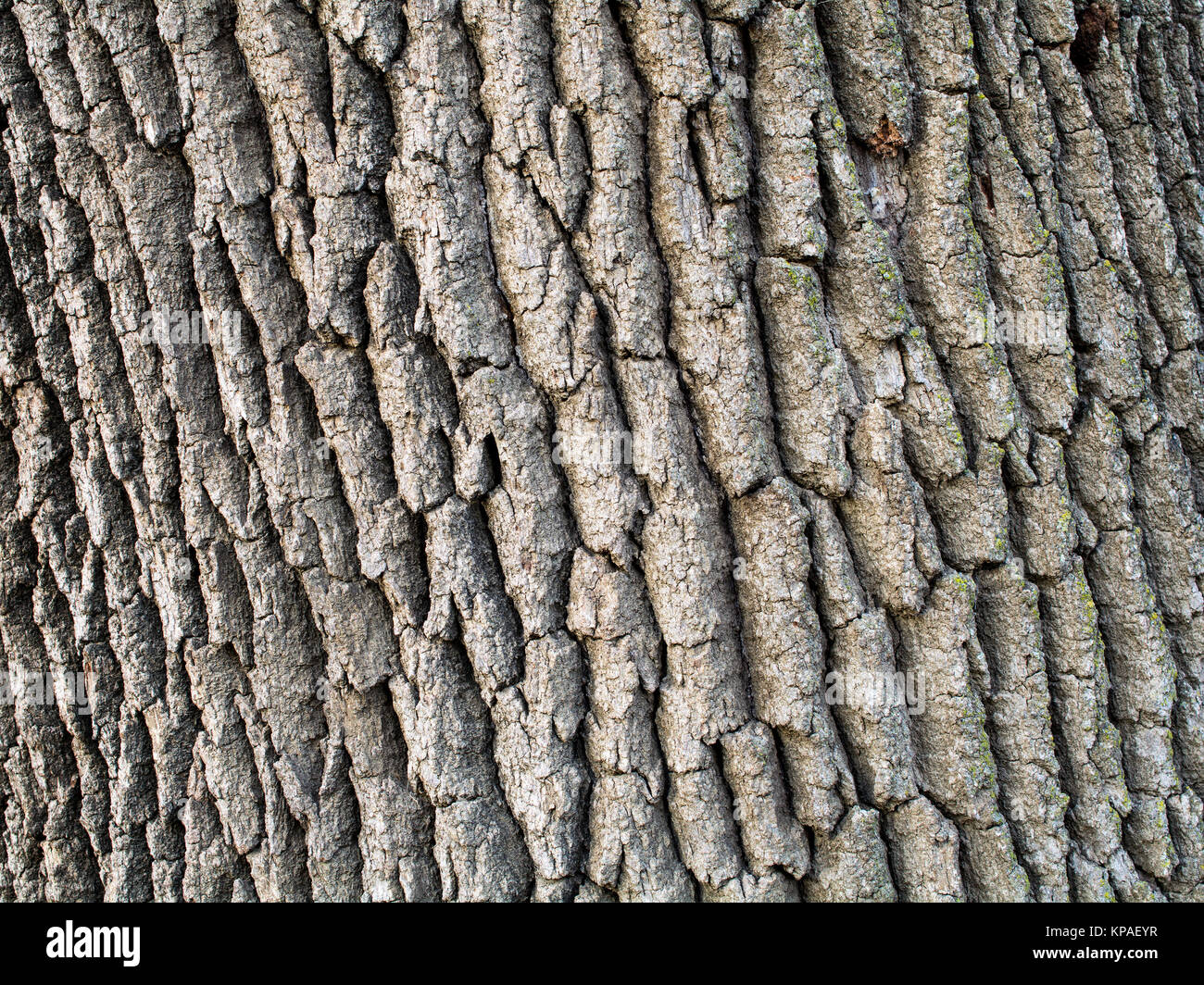 Die Rinde einer Tal-Eiche, Quercus Lobata-Textur oder Hintergrund ...