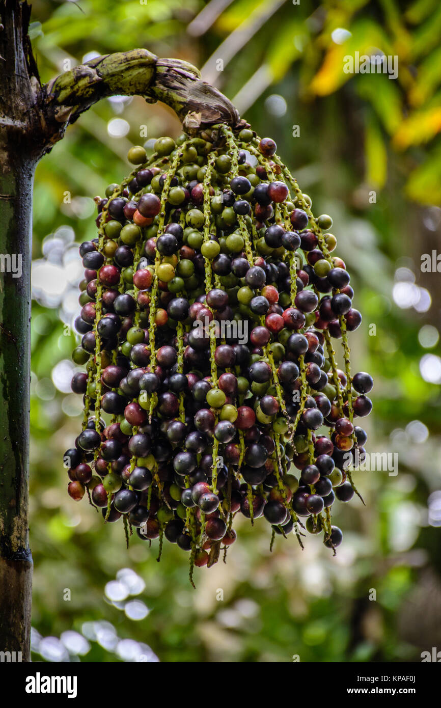 Oil palm fruit tree Stockfotos und -bilder Kaufen - Alamy