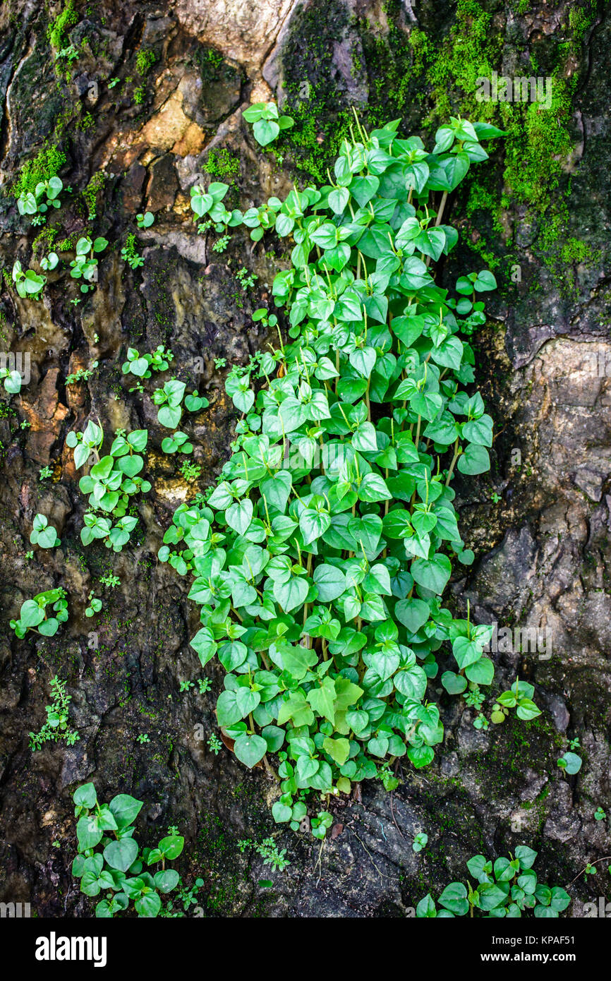 Harbel medizin -Fotos und -Bildmaterial in hoher Auflösung – Alamy