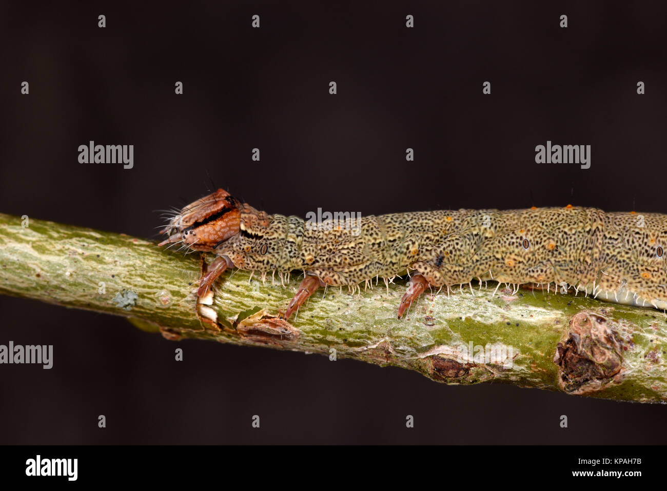 Raupe im letzten stadium -Fotos und -Bildmaterial in hoher Auflösung ...