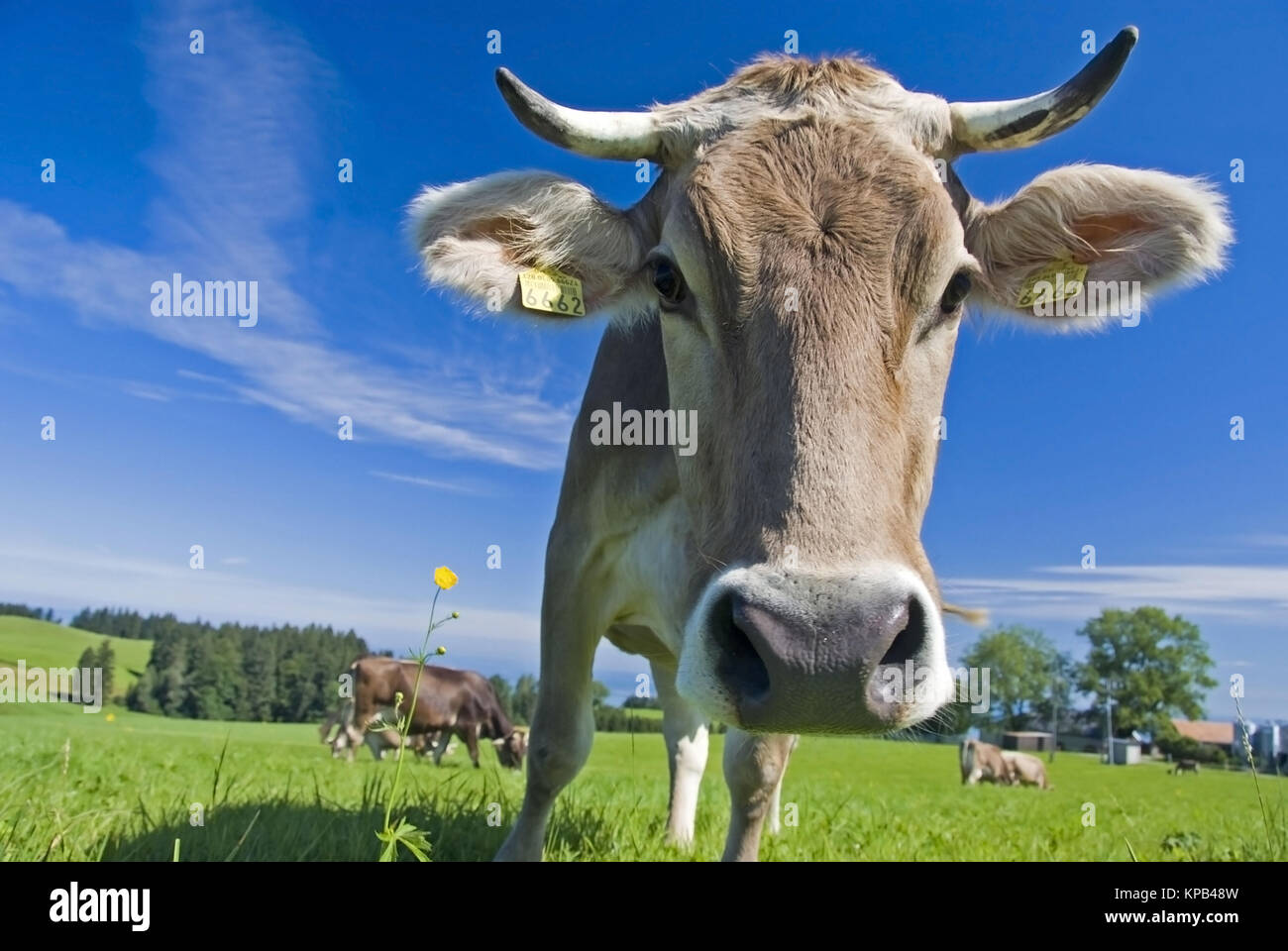 Kuehe Auf der Alm - Kühe auf der Alm Stockfotografie - Alamy Kuehe Auf der Alm - Kühe auf der Alm Stockfotografie - Alamy