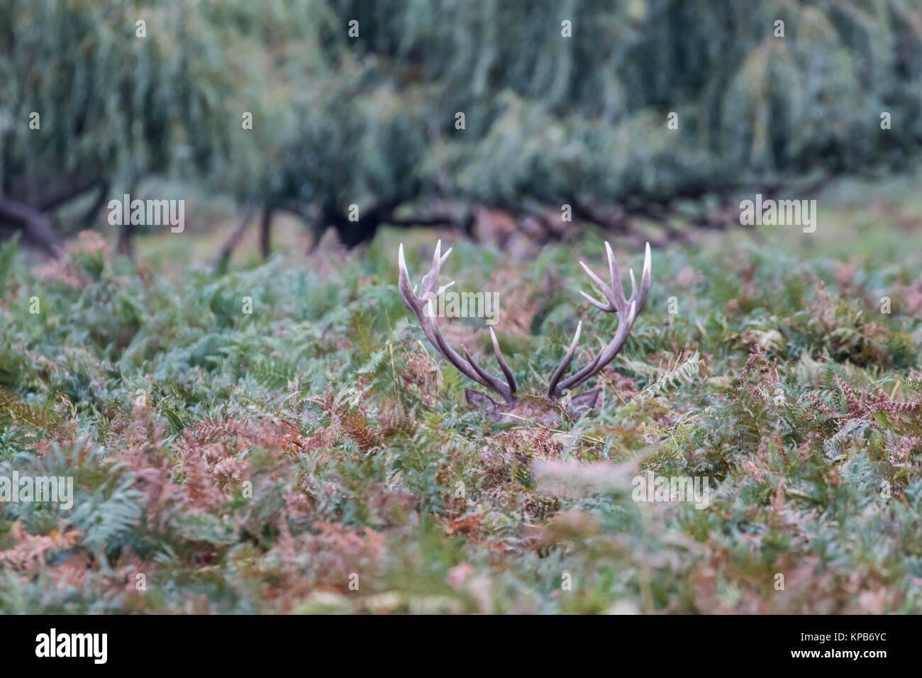 Rotes geweih -Fotos und -Bildmaterial in hoher Auflösung – Alamy