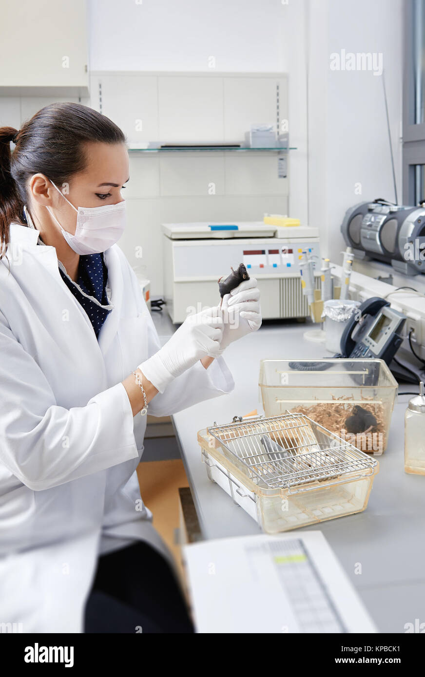 Laboratory mouse hold -Fotos und -Bildmaterial in hoher Auflösung – Alamy