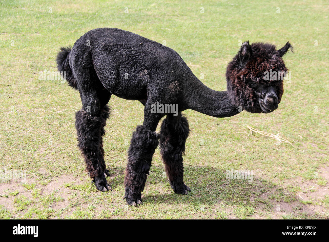 Lustiger zoo -Fotos und -Bildmaterial in hoher Auflösung – Alamy