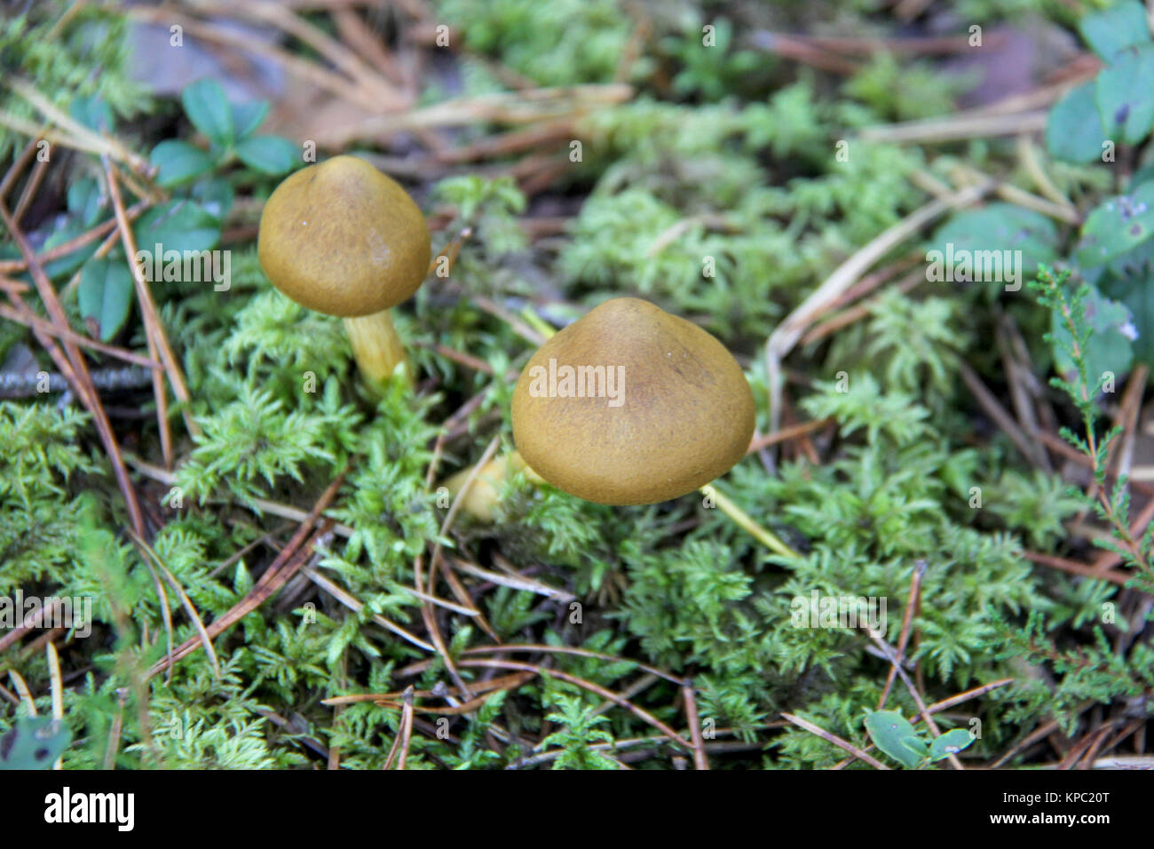 Pilz. Einen großen Pilz. Ein schöner Pilz im Wald. Pilz im Moos ...