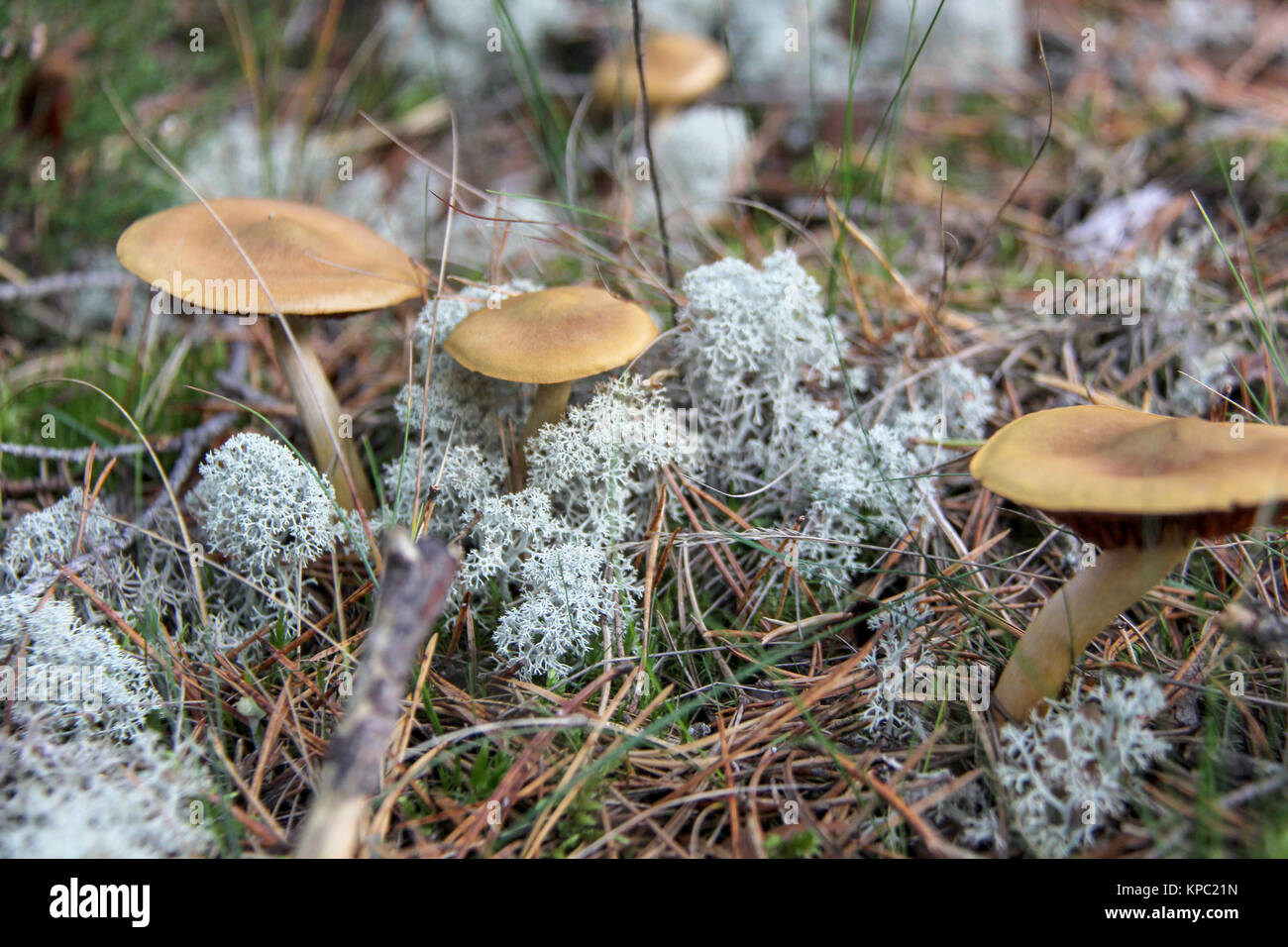 Pilz. Einen großen Pilz. Ein schöner Pilz im Wald. Pilz im Moos ...