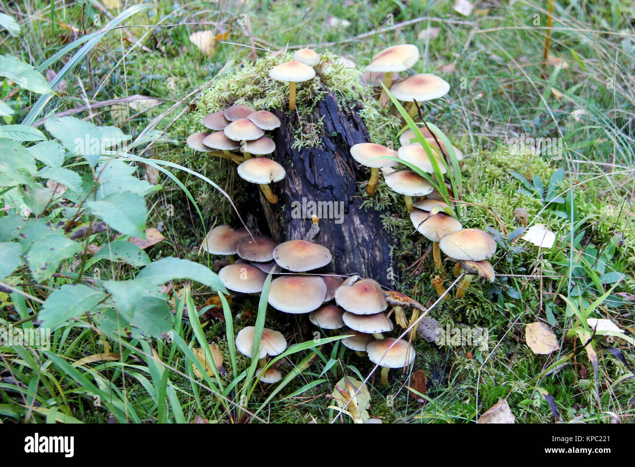Pilz. Einen großen Pilz. Ein schöner Pilz im Wald. Pilz im Moos ...