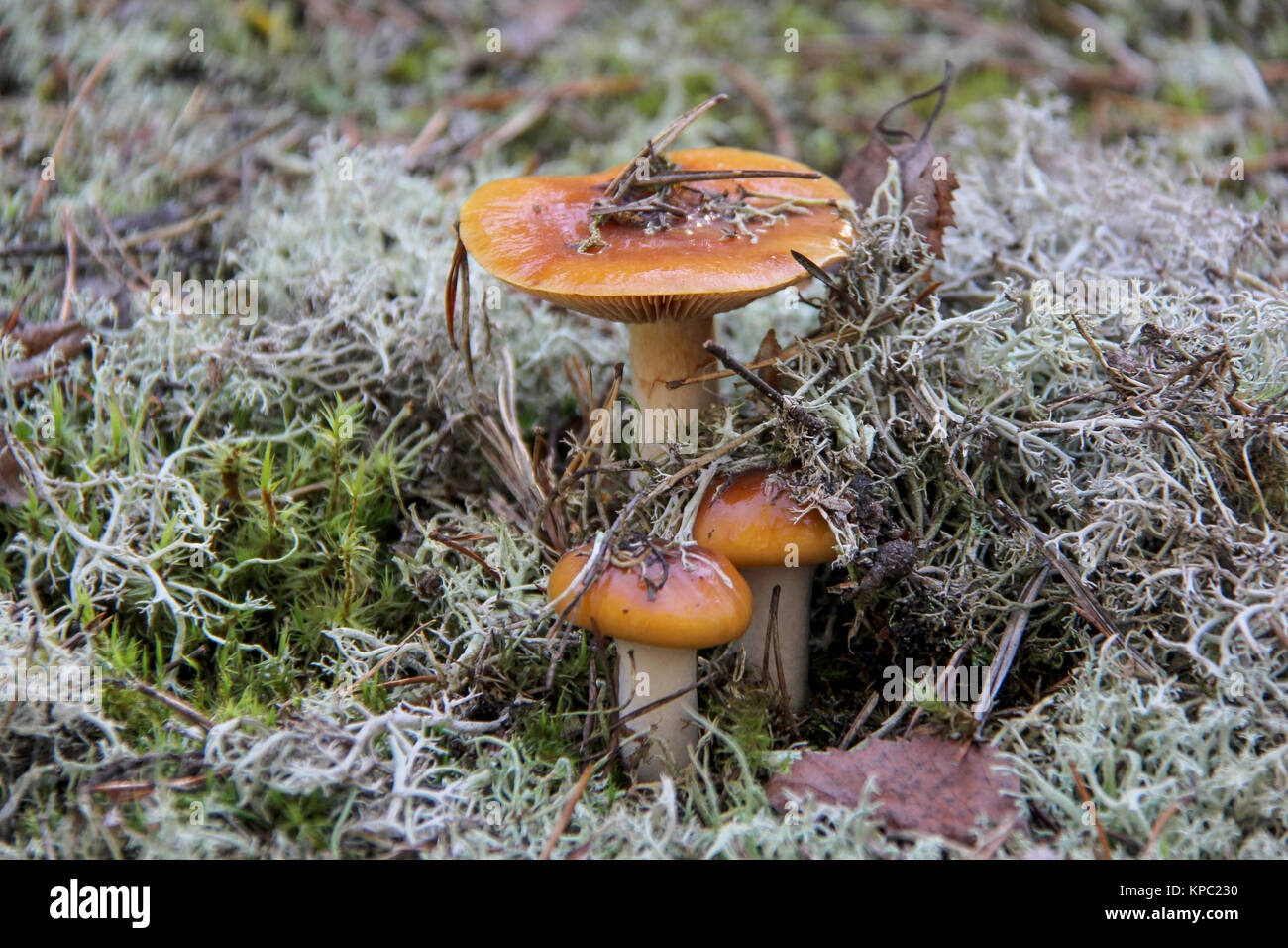 Pilz. Einen großen Pilz. Ein schöner Pilz im Wald. Pilz im Moos ...