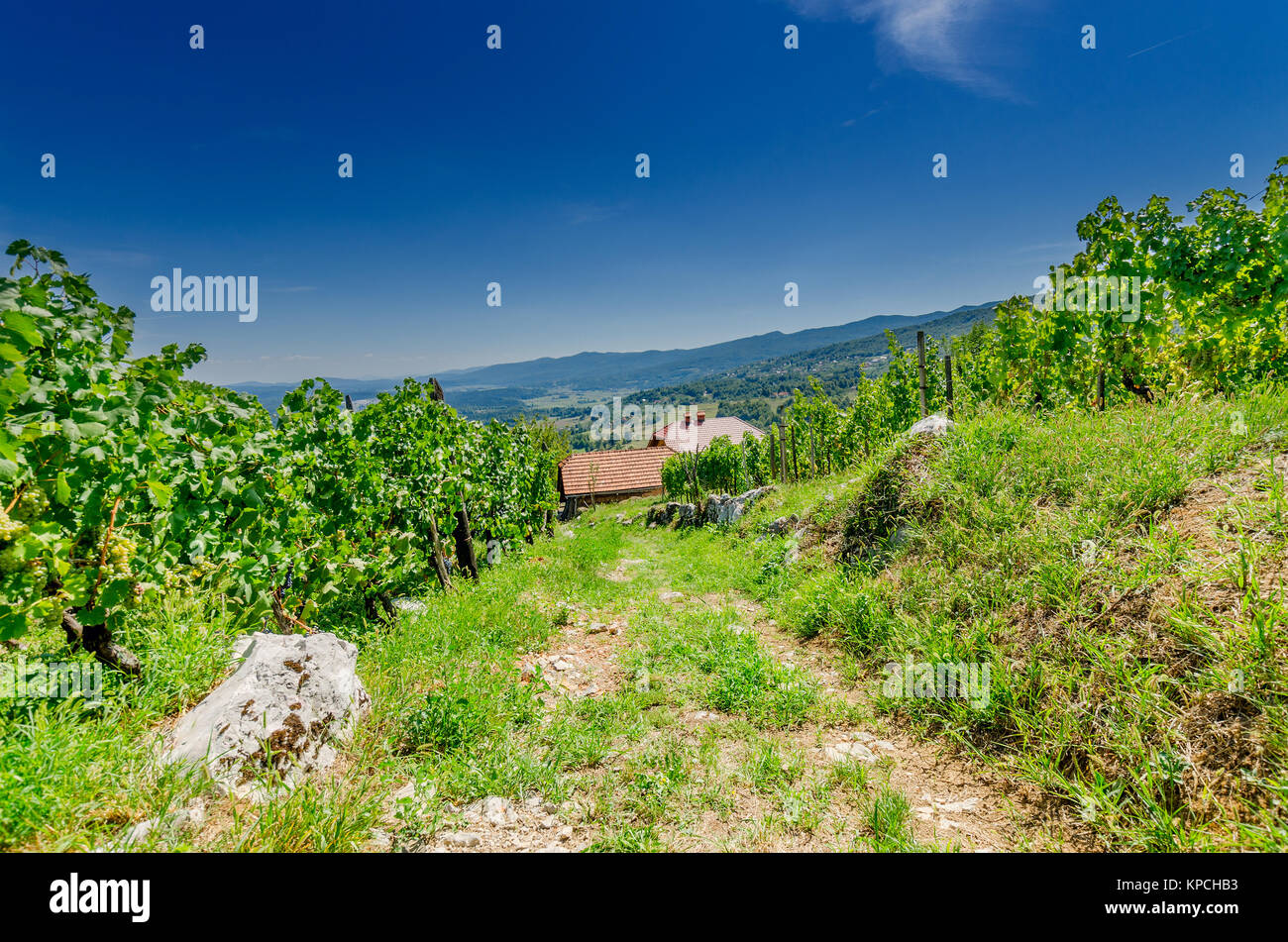 Weinbergen in der Nähe von Bela Krajina Crnomelj (Weiß Krain) Region ...