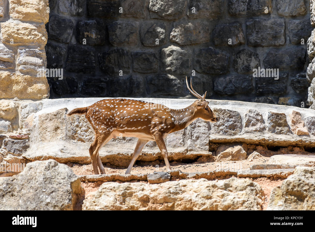 Gazellen, Springen auf Felsen Stockfotografie - Alamy