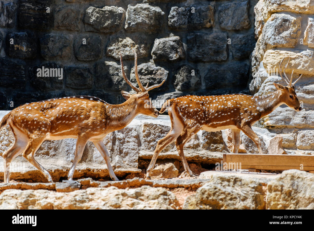 Thomson gazelle springen -Fotos und -Bildmaterial in hoher Auflösung ...