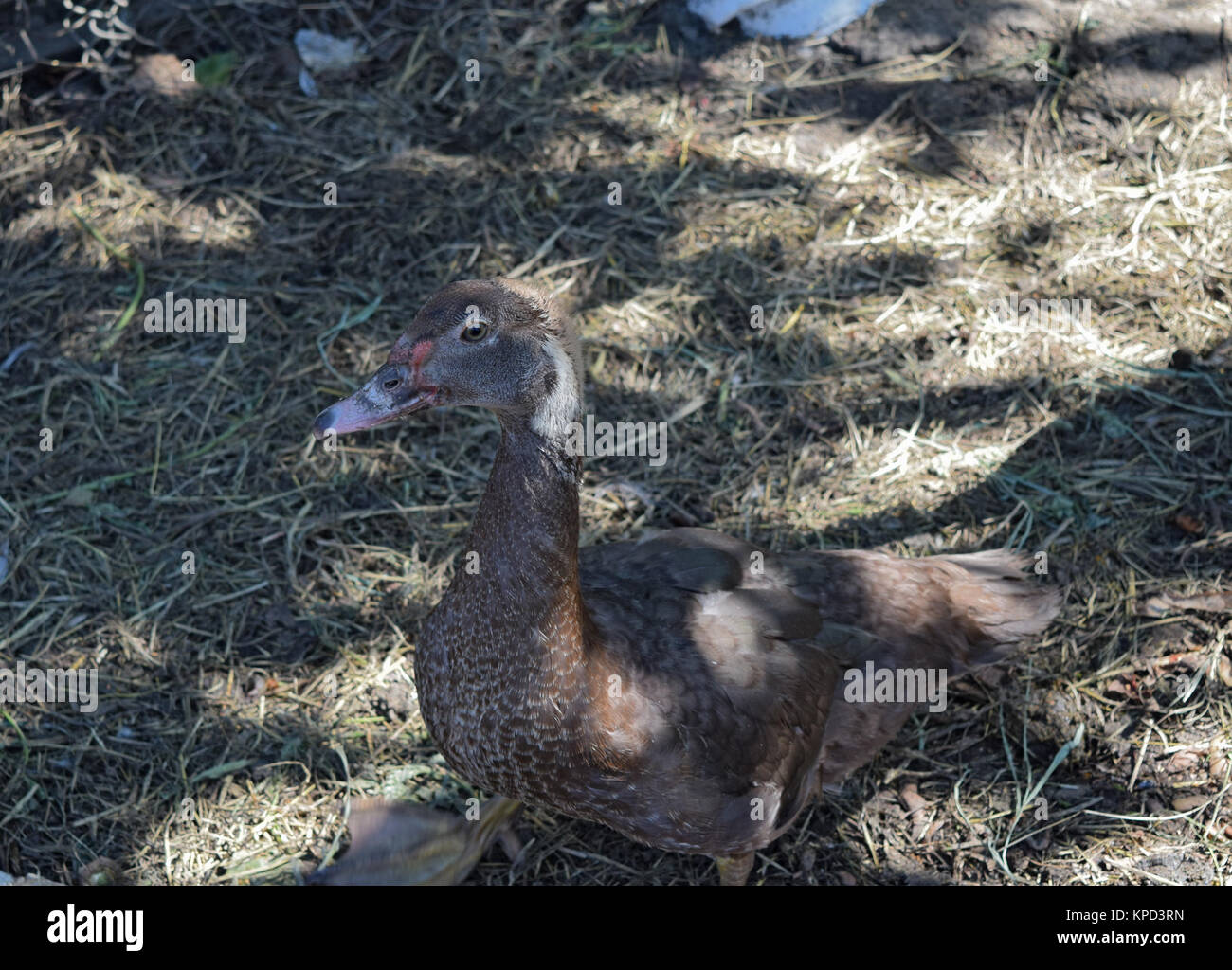 Grey Muscovy Duck Stockfotos und -bilder Kaufen - Alamy