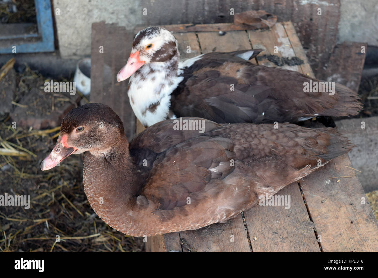 Grey Muscovy Duck Stockfotos und -bilder Kaufen - Alamy