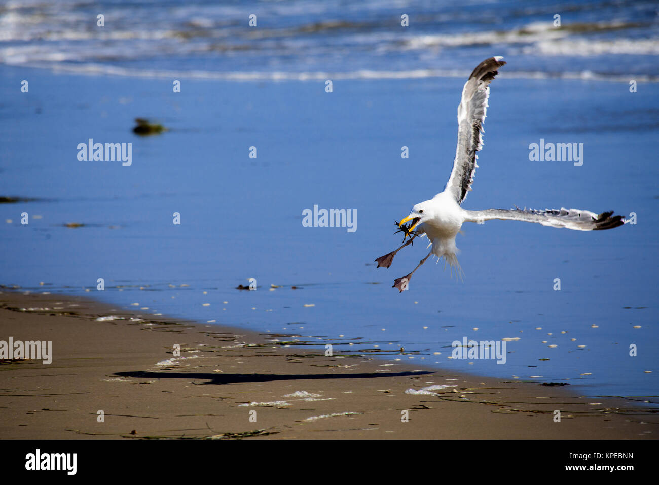 Mittags strand -Fotos und -Bildmaterial in hoher Auflösung – Alamy