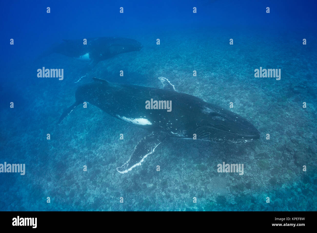 Schwimmen mit buckelwalen unter wasser -Fotos und -Bildmaterial in ...