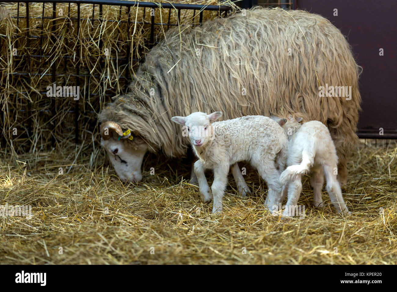 Mutterschaf mit babylamm -Fotos und -Bildmaterial in hoher Auflösung ...